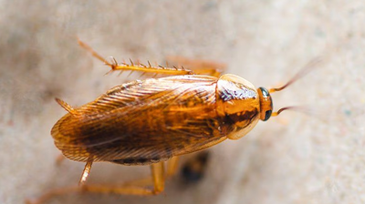 Pest Control in Anderson, SC | Priority Pest & Contracting, Inc.