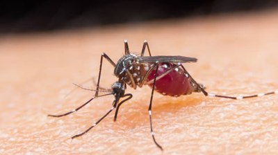 Pest Control in Anderson, SC | Priority Pest & Contracting, Inc.