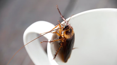 Pest Control in Anderson, SC | Priority Pest & Contracting, Inc.