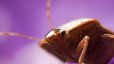 Pest Control in Anderson, SC | Priority Pest & Contracting, Inc.