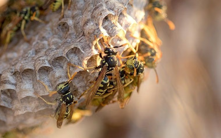 Struggling With A High Wasp Population Around Your Anderson Home?